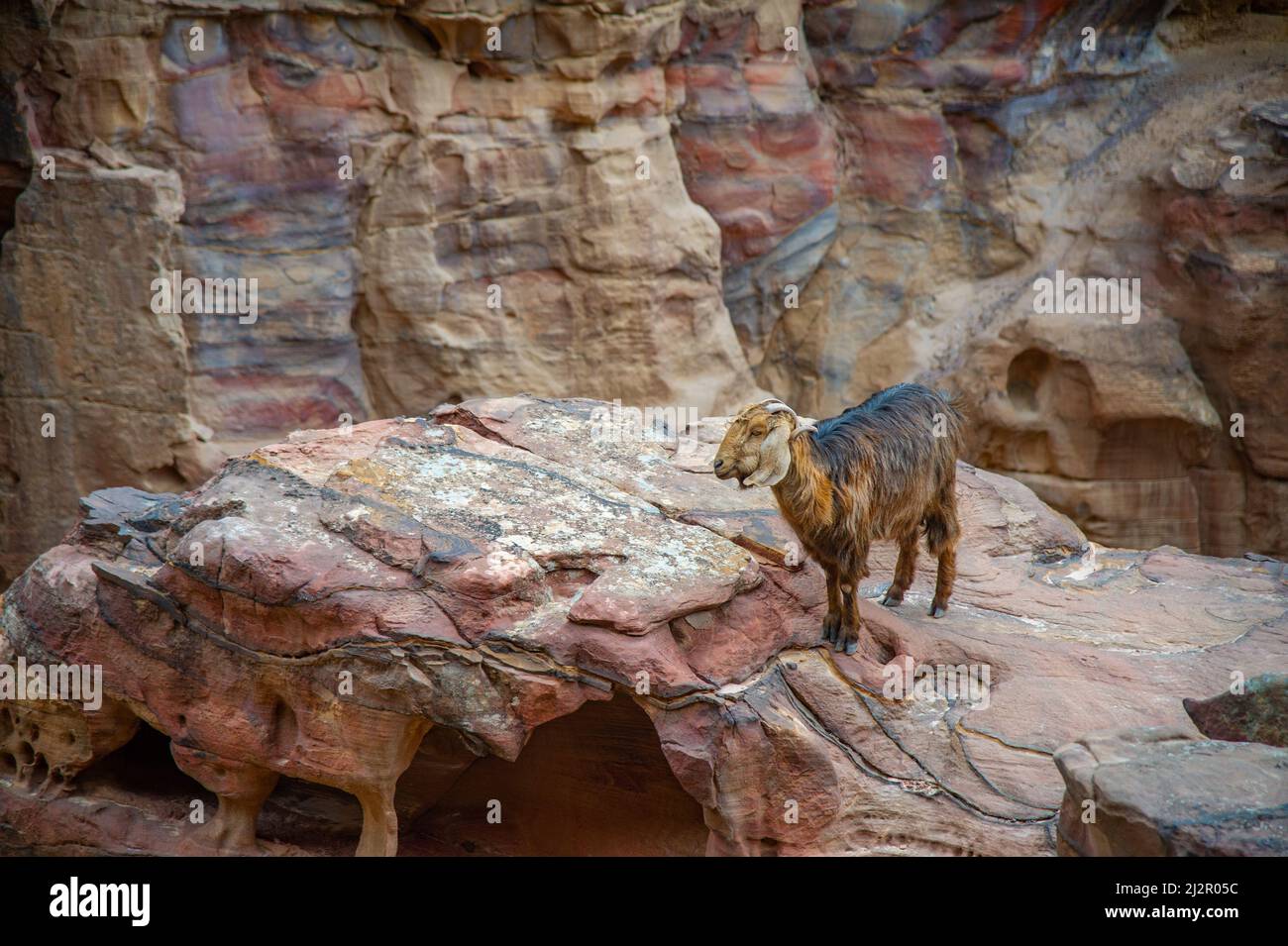 Brown mountain goats in Petra Jordan eating leaves among the red rocks ...