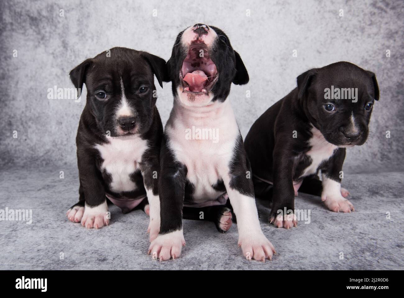 Black and white American Staffordshire Terrier dogs or AmStaff puppies ...