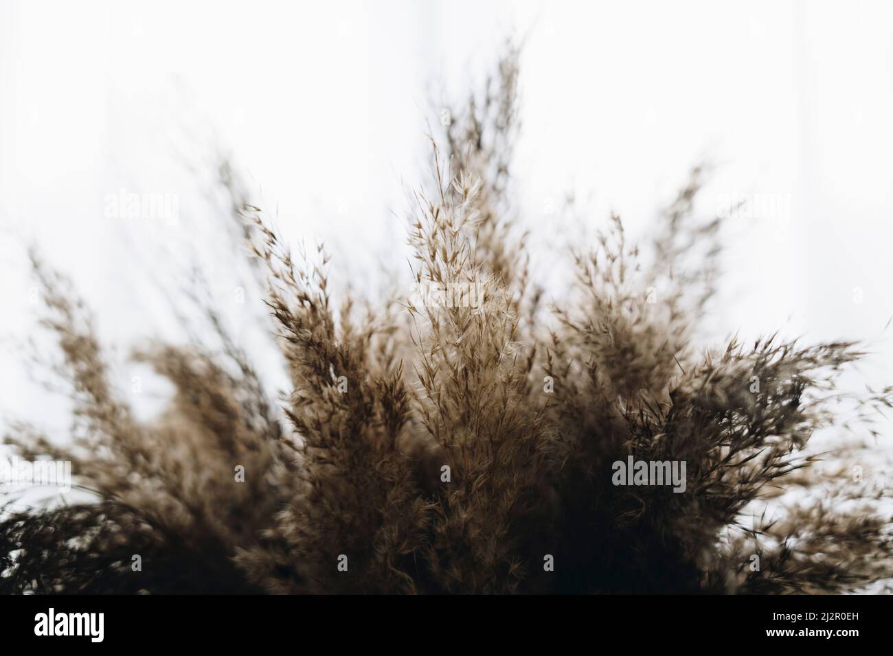 detail of dry grass isolated over white background Stock Photo - Alamy