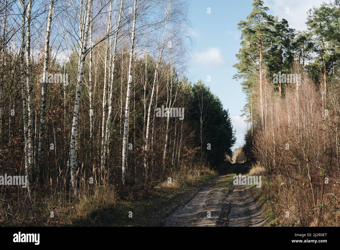 ground path in the middle of a forest during sunny day Stock Photo - Alamy
