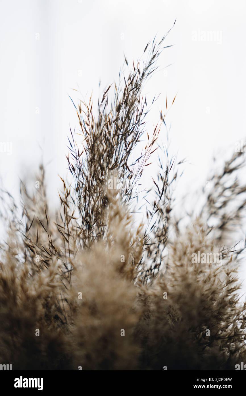 detail of dry grass isolated over white background Stock Photo - Alamy