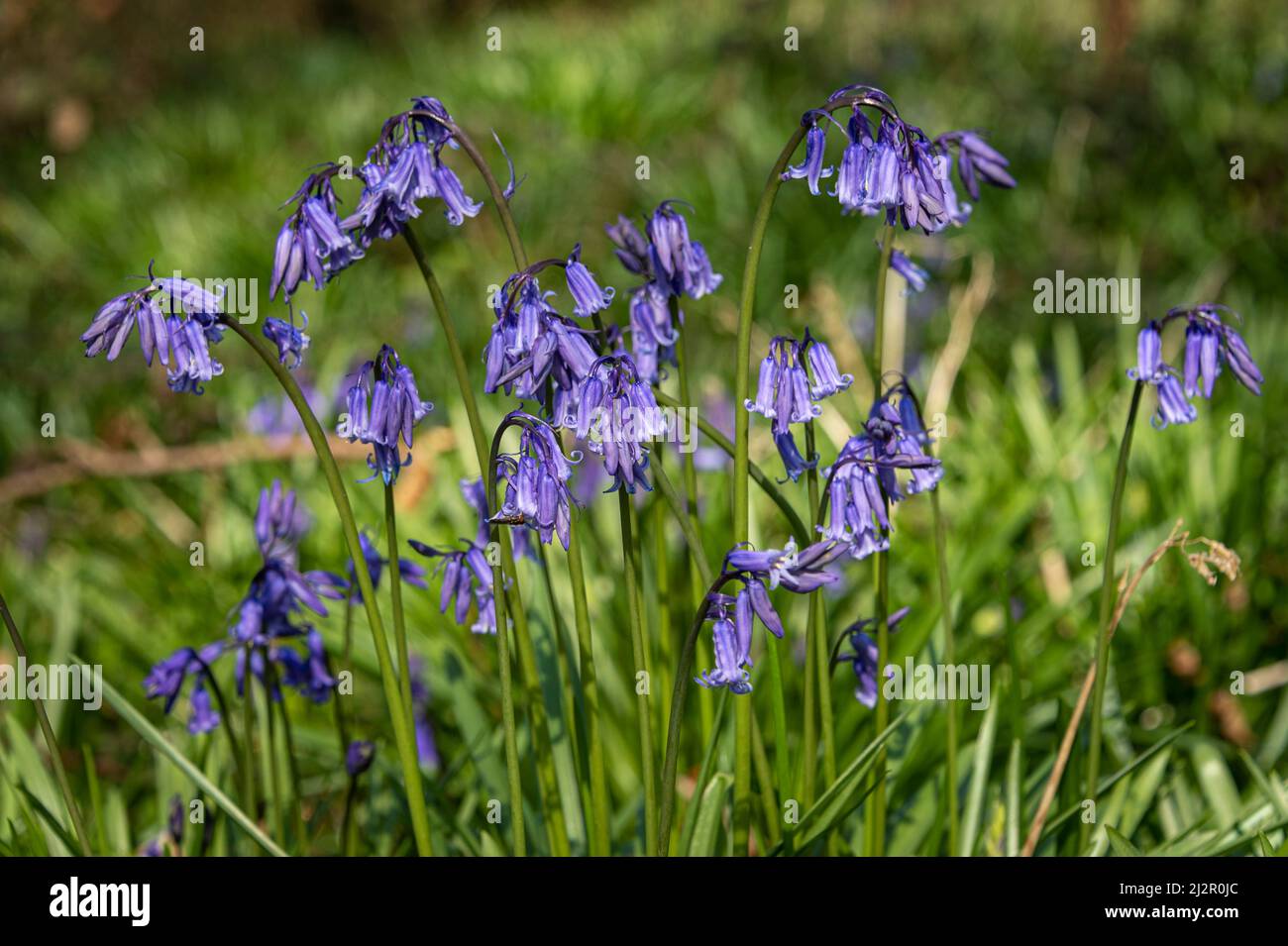 Bluebell in nature hi-res stock photography and images - Alamy