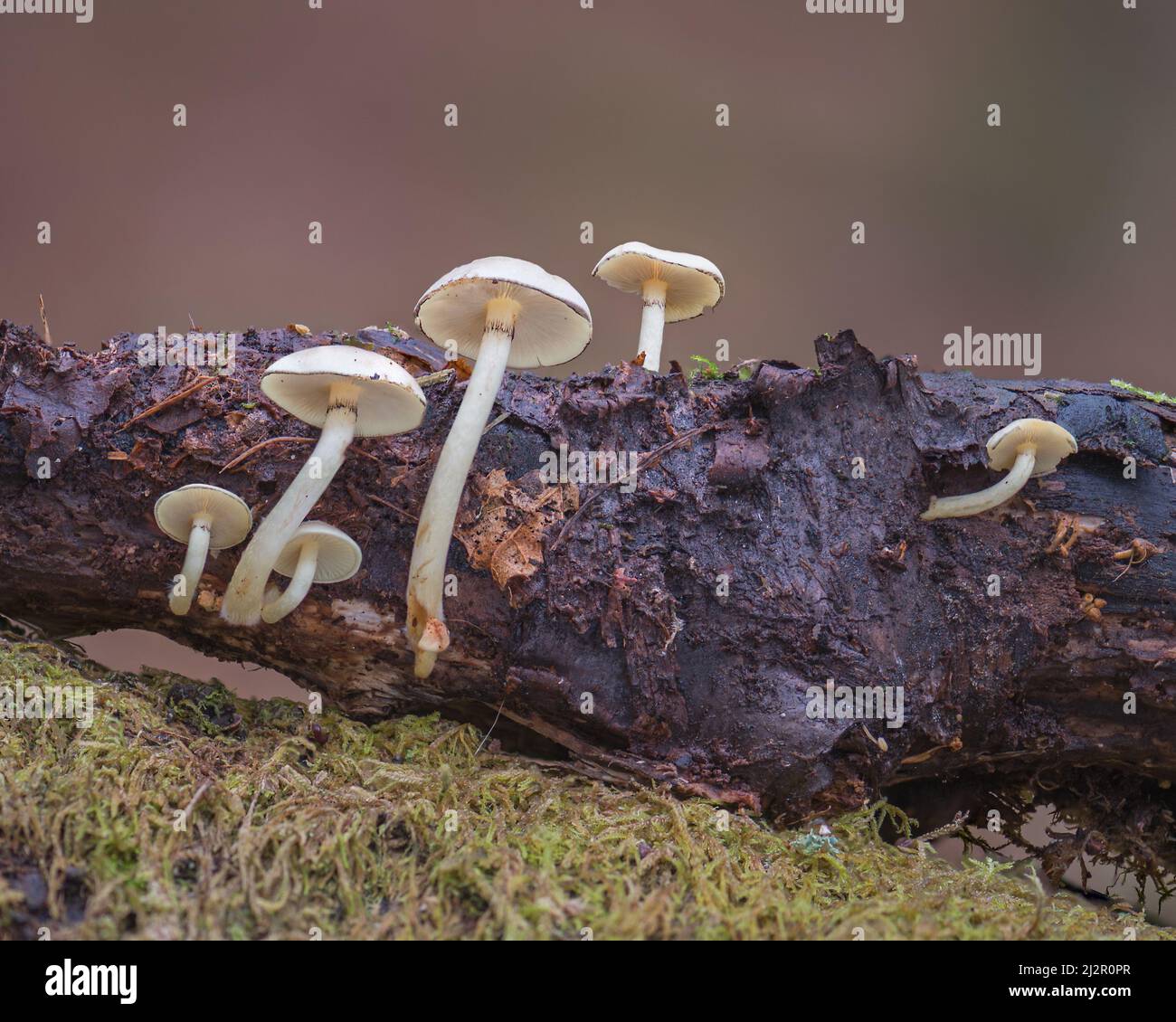 Fungi growing on dead logs in the woods at Hodders Coombe near Holford ...