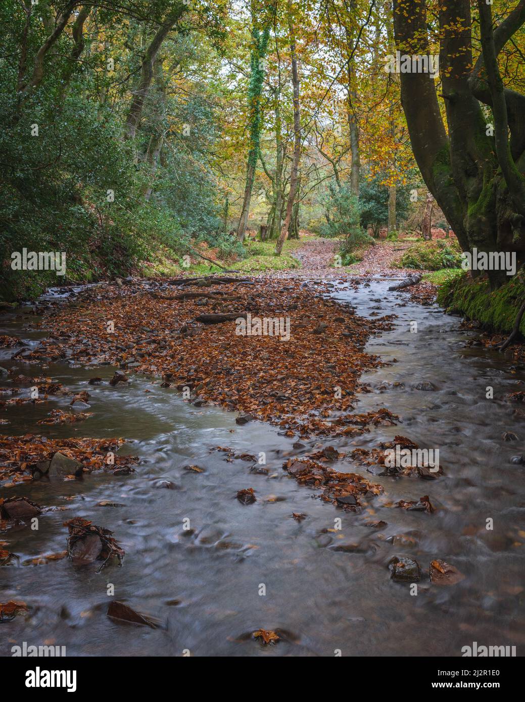 Hodders coombe hi-res stock photography and images - Alamy