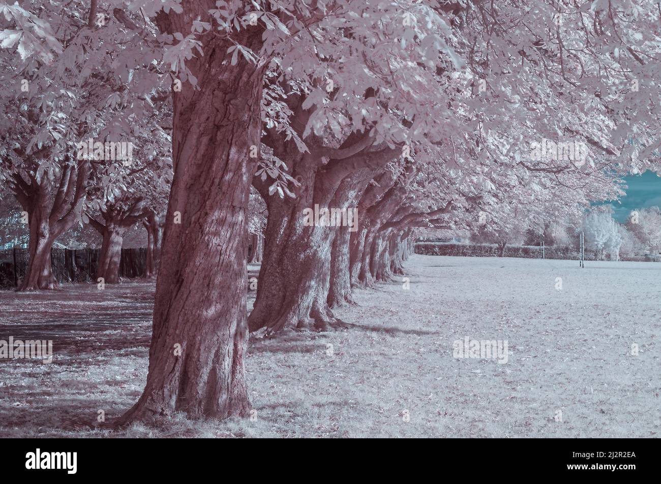 An autumnal infrared picture of a footpath lined by an avenue of horse ...
