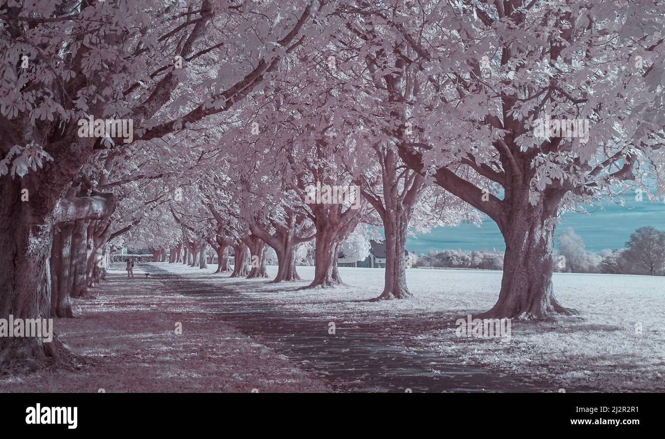 Hamilton gault park hi-res stock photography and images - Alamy