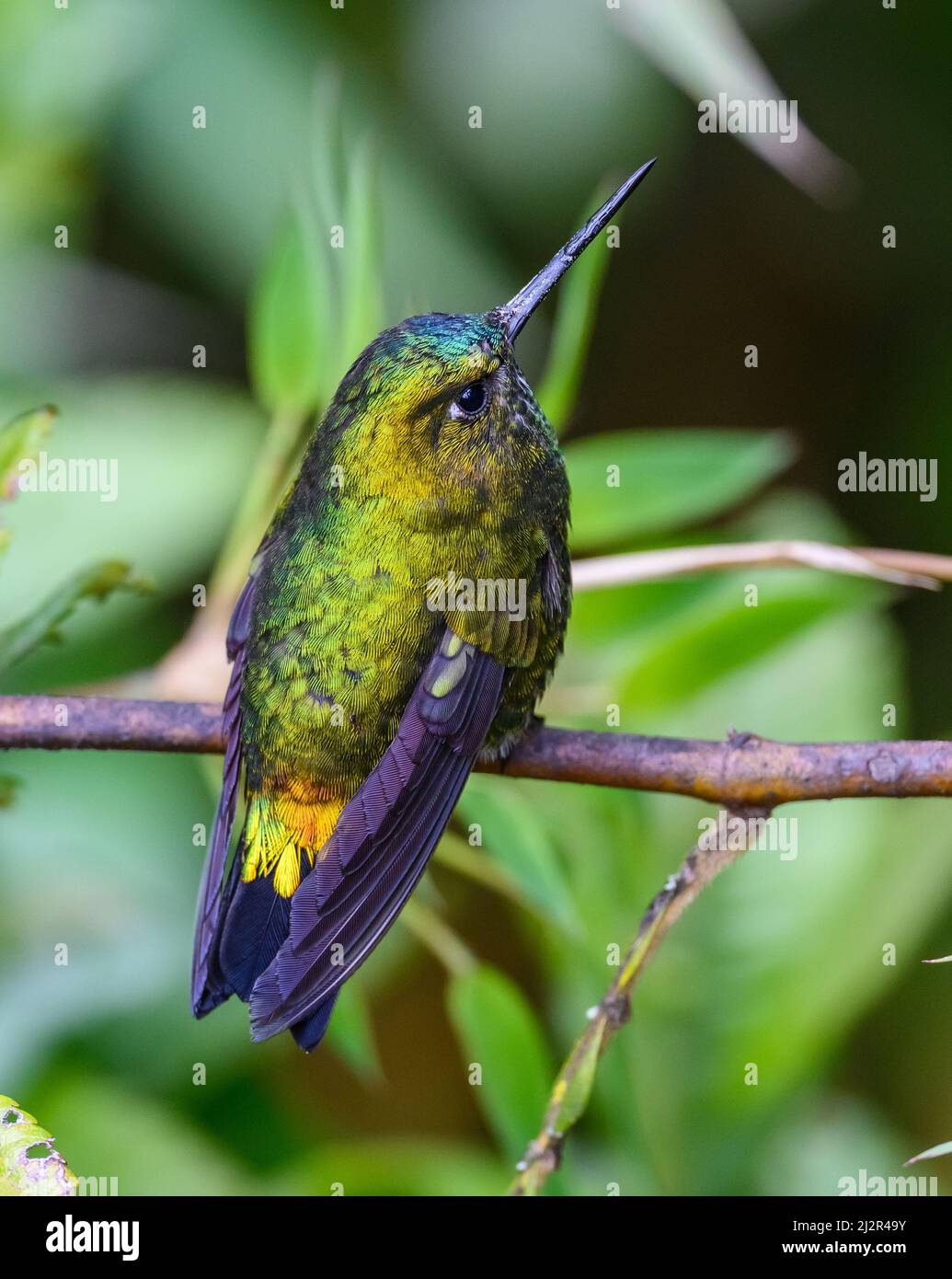 A male Black-thighed Puffleg hummingbird (Eriocnemis derbyi) perched on ...