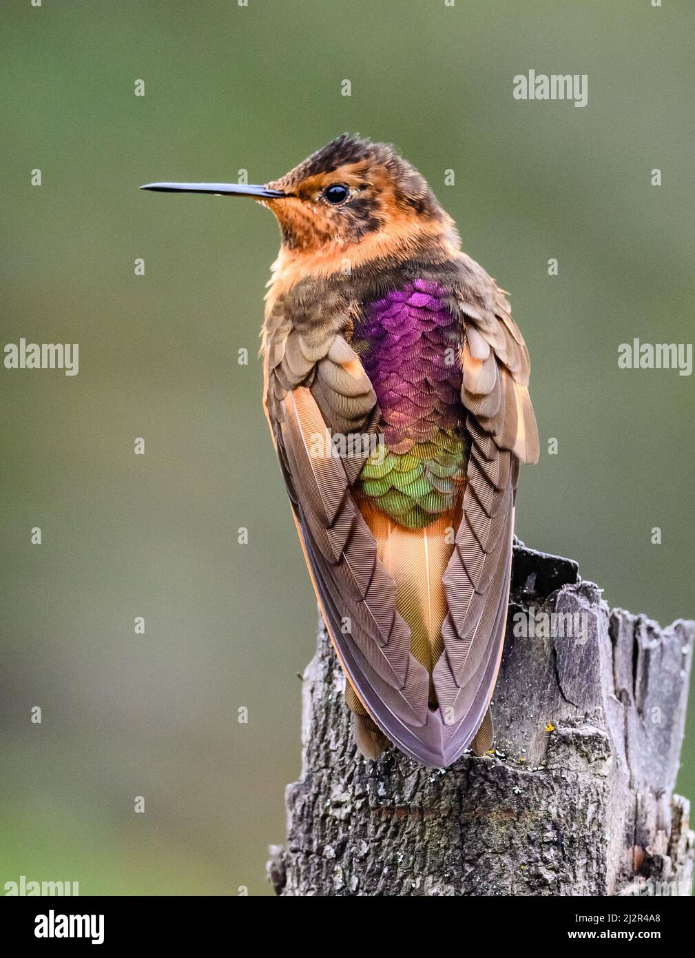 A Shining Sunbeam hummingbird (Aglaeactis cupripennis) showing off its ...