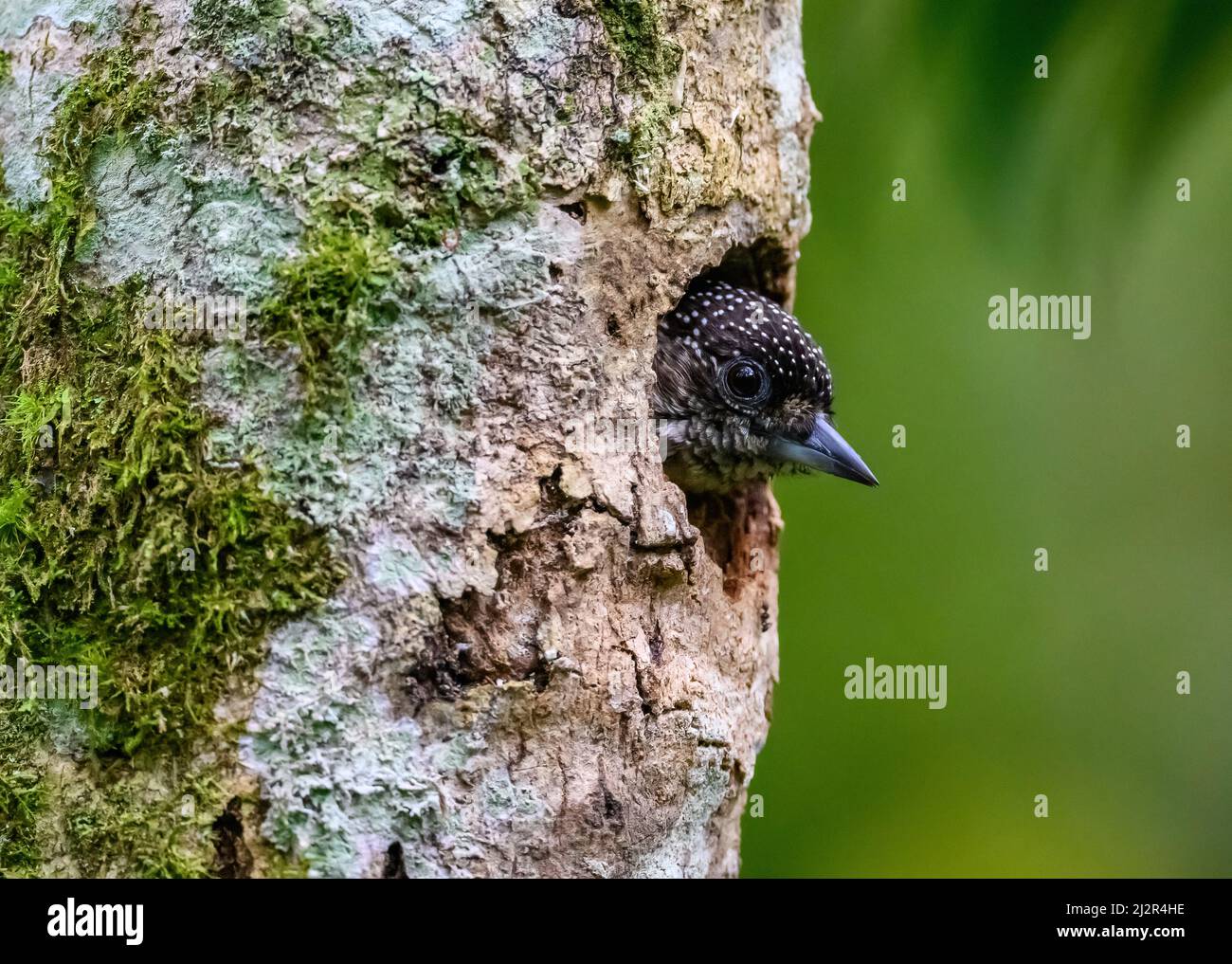 An endemic Grayish Piculet (Picumnus granadensis) peek its head of of ...