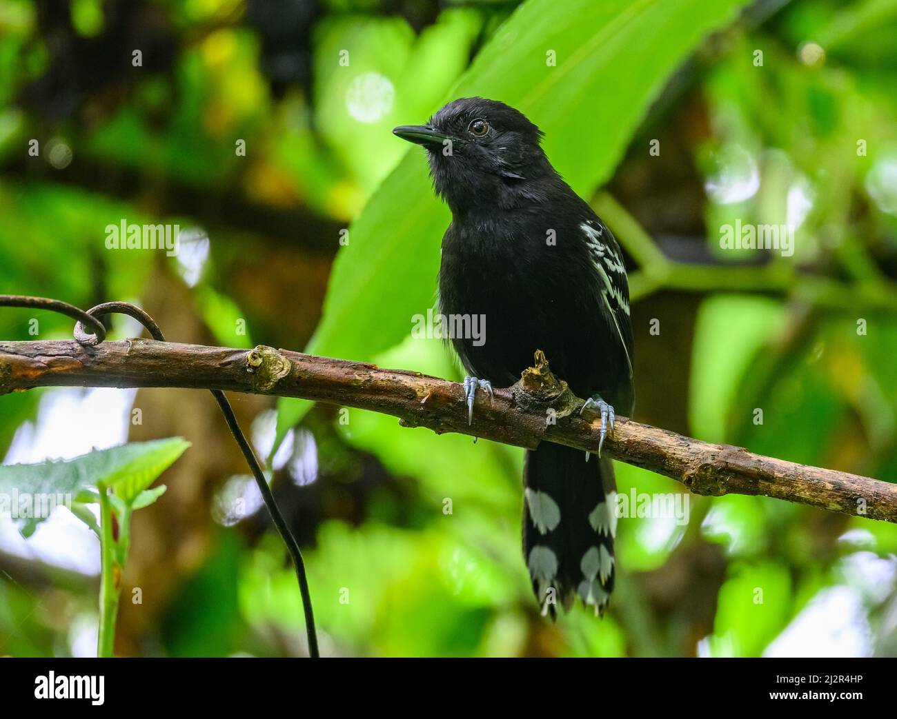 Cercomacra nigricans hi-res stock photography and images - Alamy