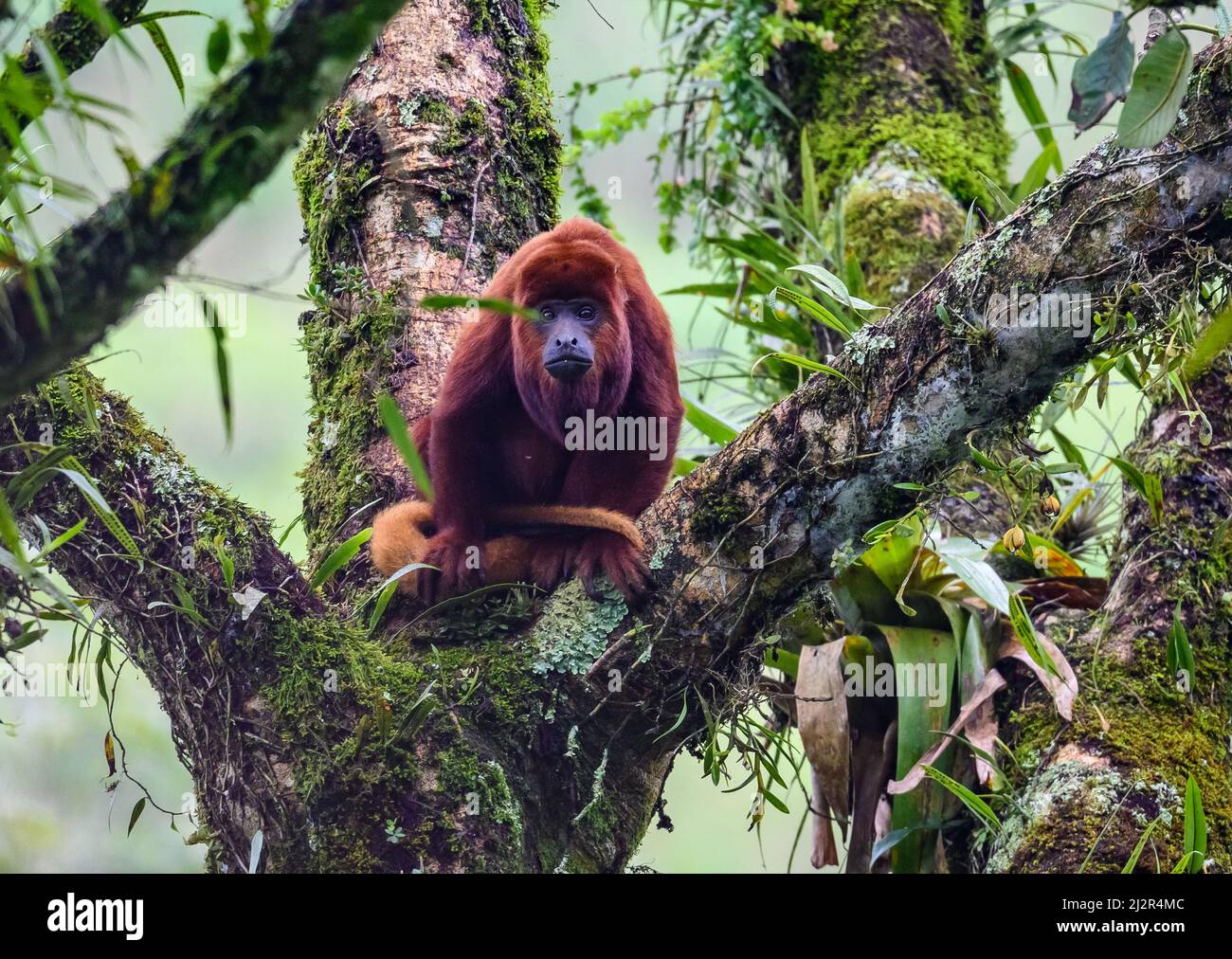 Colombian red howler hi-res stock photography and images - Alamy
