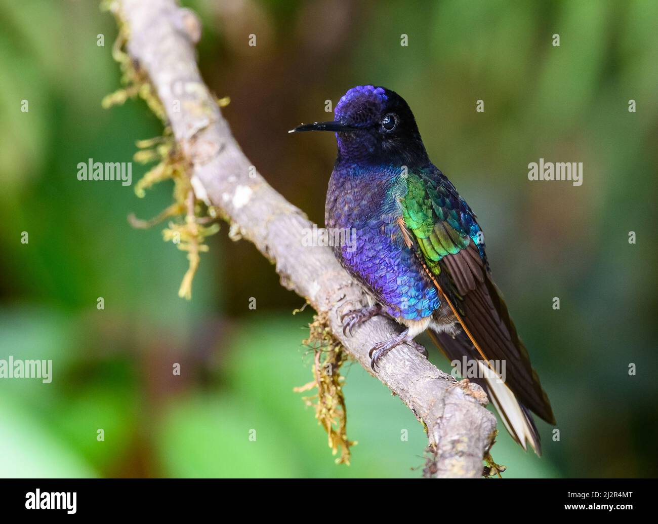 Velvet Purple Coronet Hummingbird