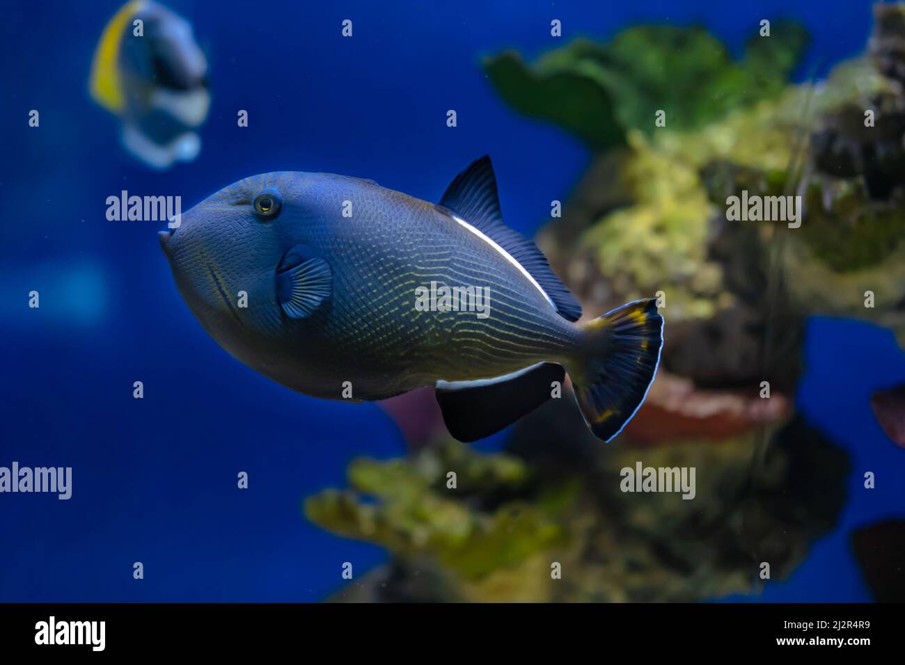 Blue ocean fish surgeon in a marine aquarium Stock Photo - Alamy