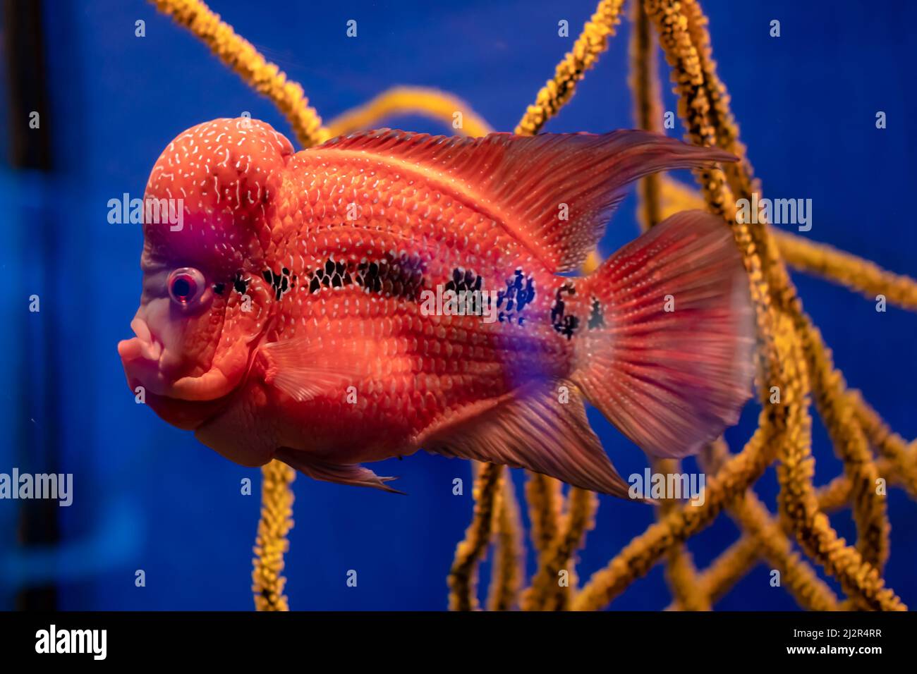 Sea red fish with a large forehead in an aquarium on a blue background ...