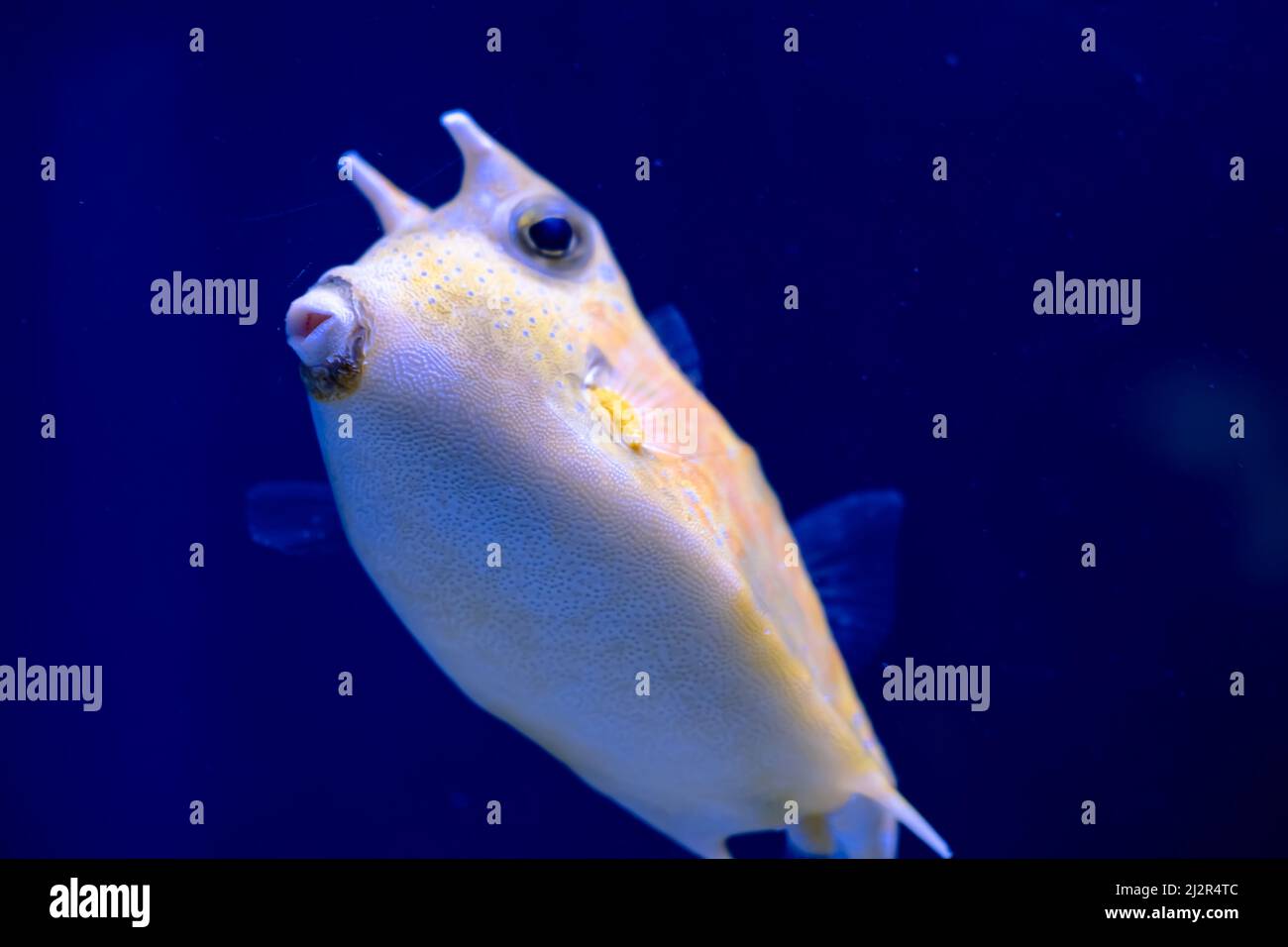 Sea fish cow in the aquarium on a blue background Stock Photo - Alamy