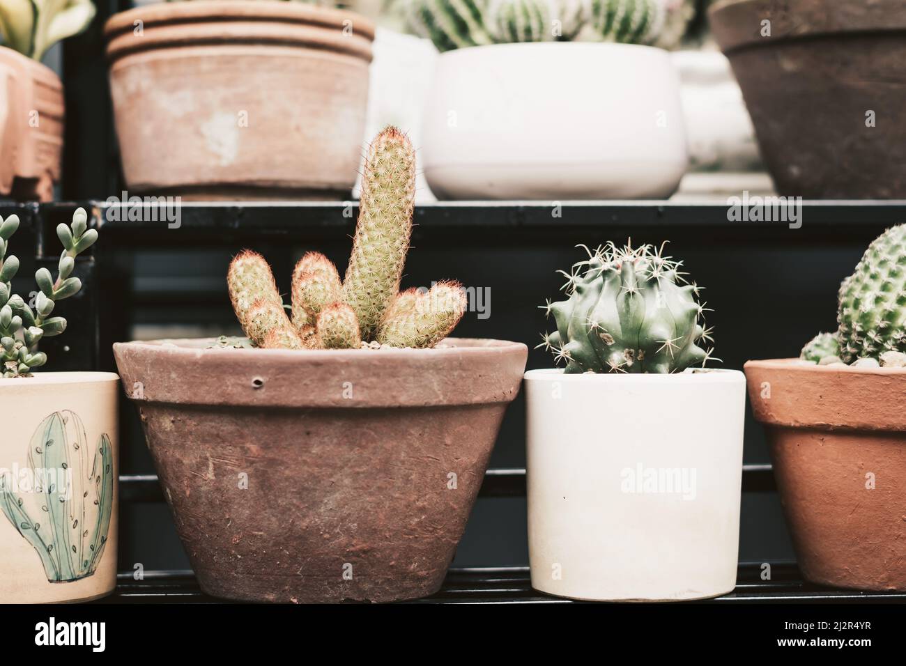 Botanic greenhouse garden, shop. Cultivation Ornamental real cactus in ...