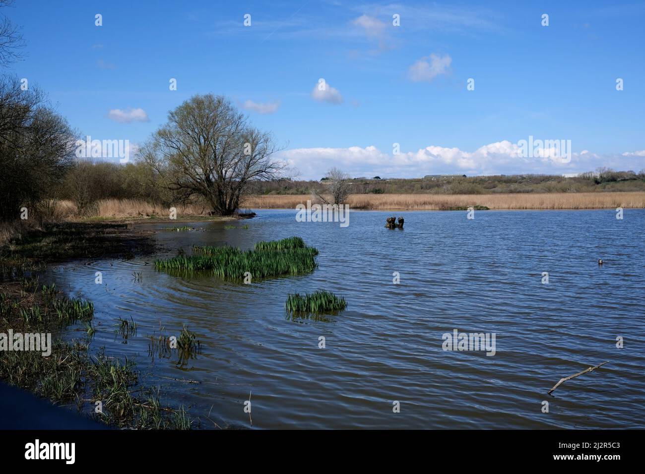 stodmarsh national nature reserve in east kent,canterbury,uk april 2022 ...