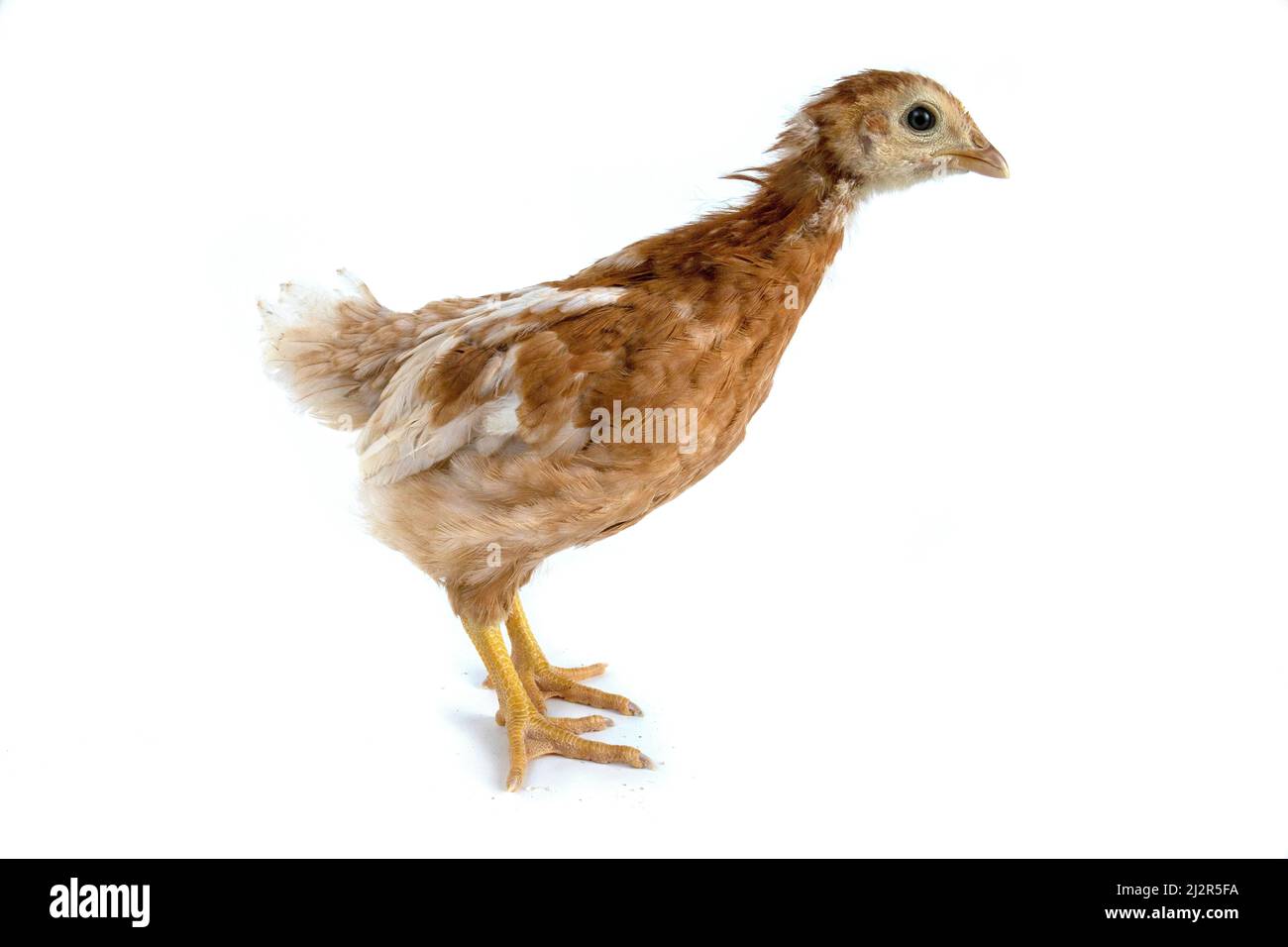 Red small chicken isolated on white Stock Photo - Alamy