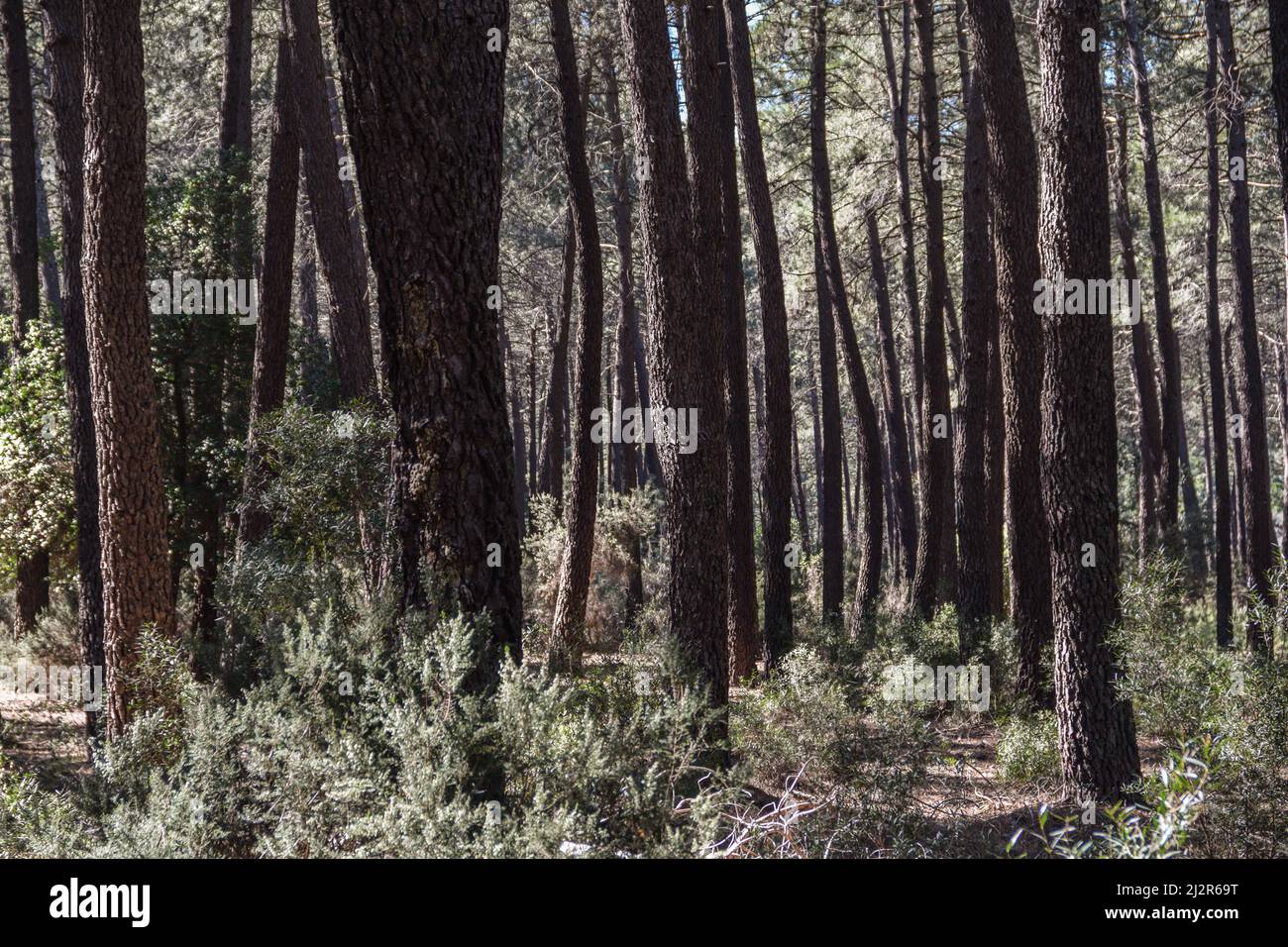 Pathway mediterranean forest hi-res stock photography and images - Alamy