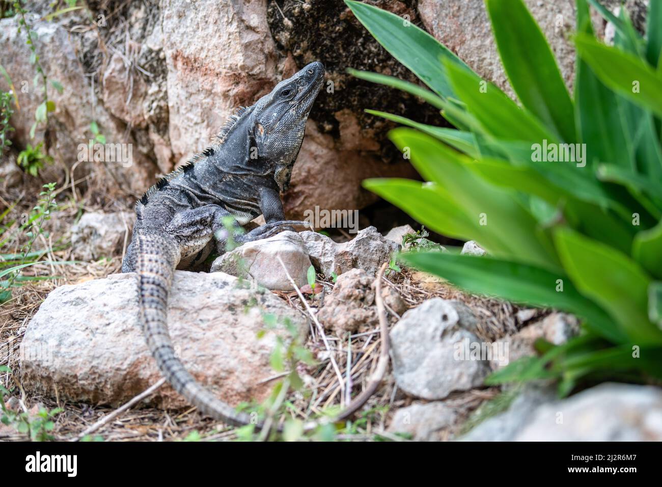 Close-up of iguana or lizard at mayan ruins (Uxmal temple complex) in ...