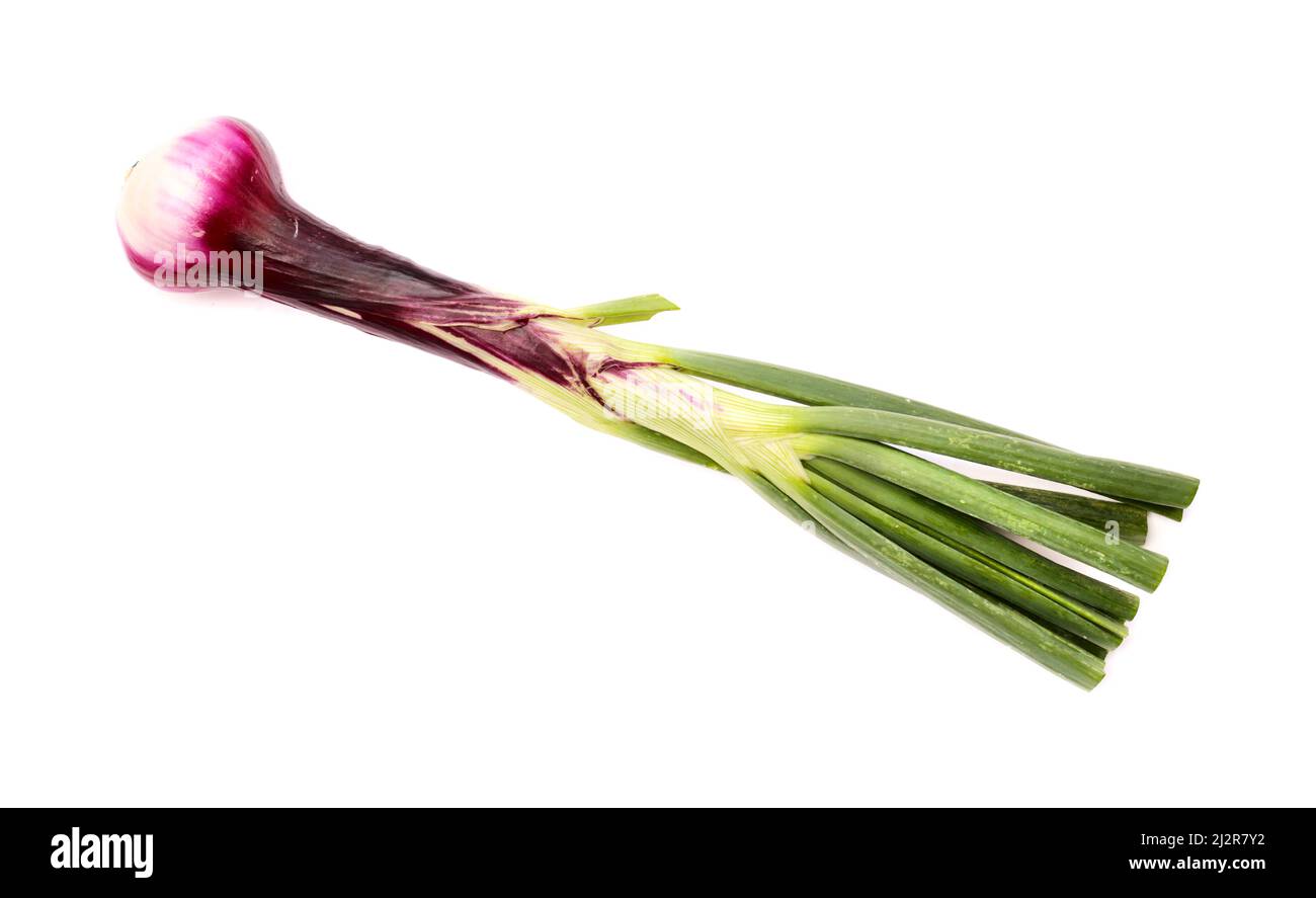 Spring onion with dark purple bulb Stock Photo - Alamy