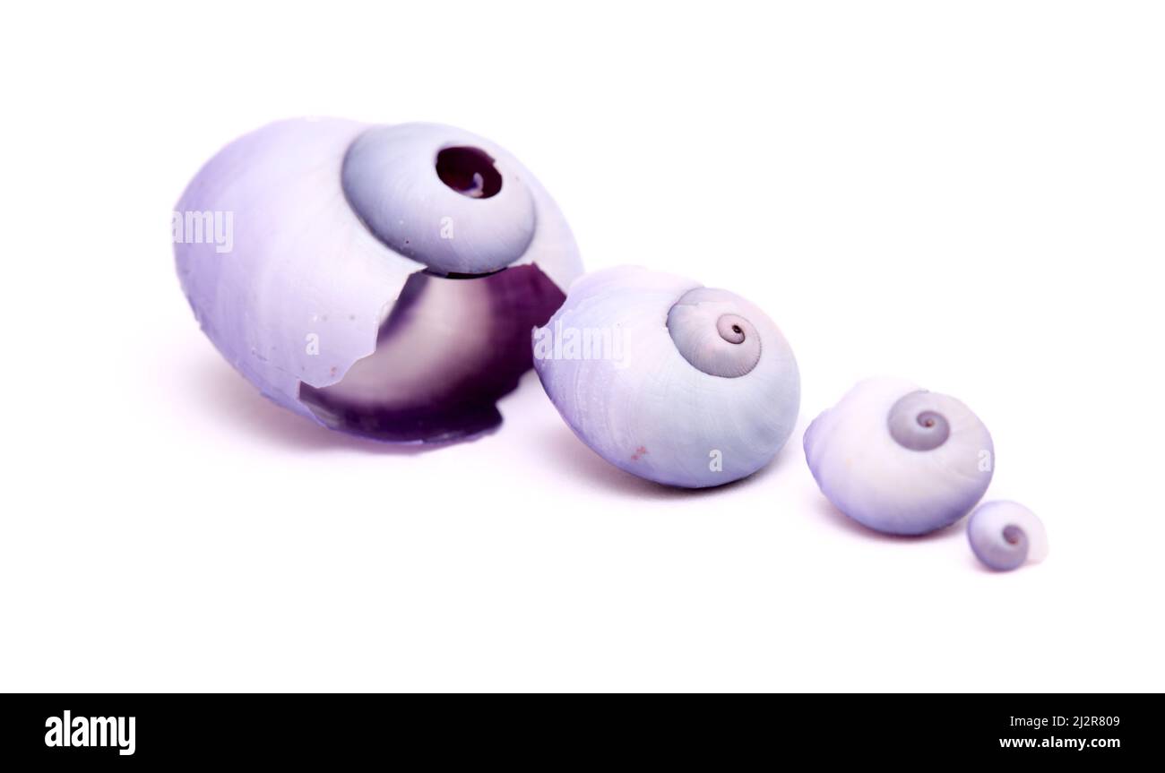 Fauna of Atlantic ocean around Gran Canaria - fragile thin broken shell ...