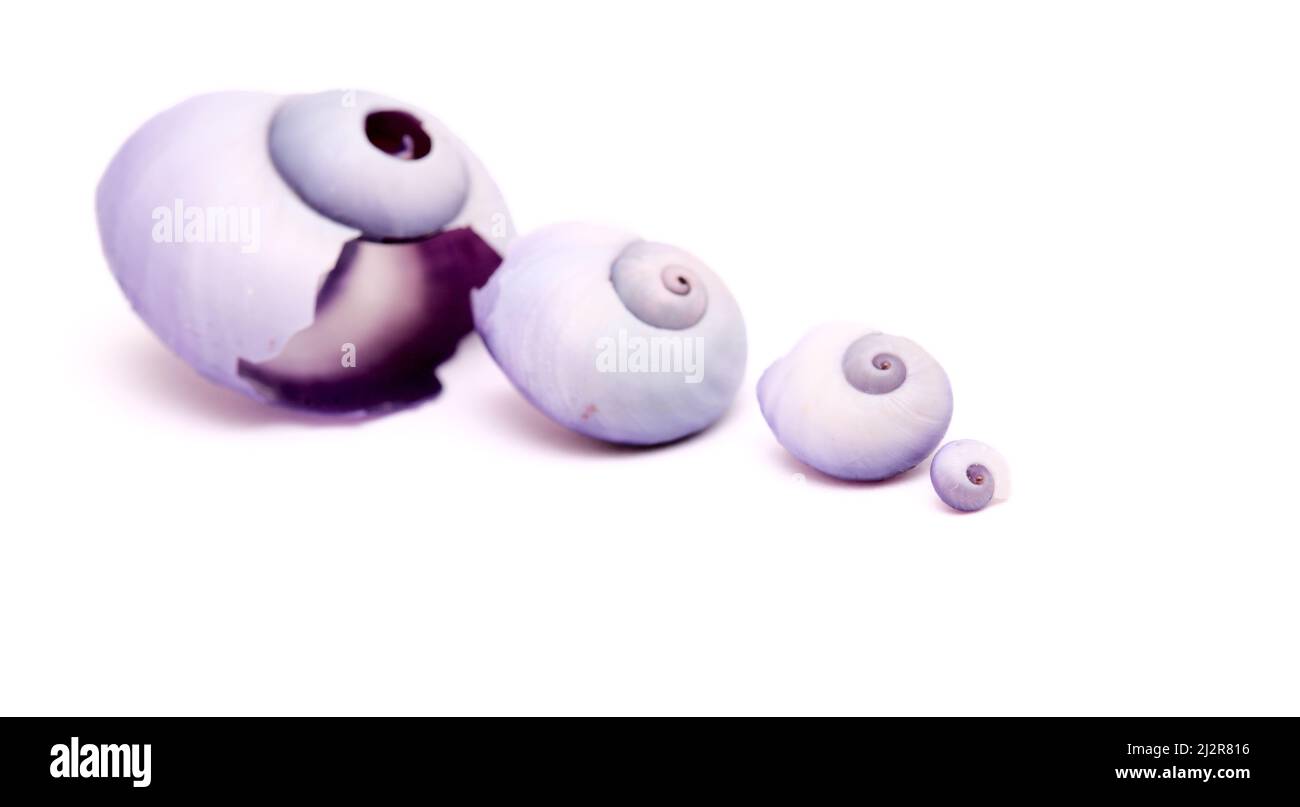 Fauna of Atlantic ocean around Gran Canaria - fragile thin broken shell ...