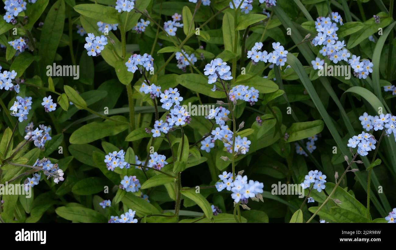 Full frame image of blue forget-me-not flowers and green foliage Stock ...