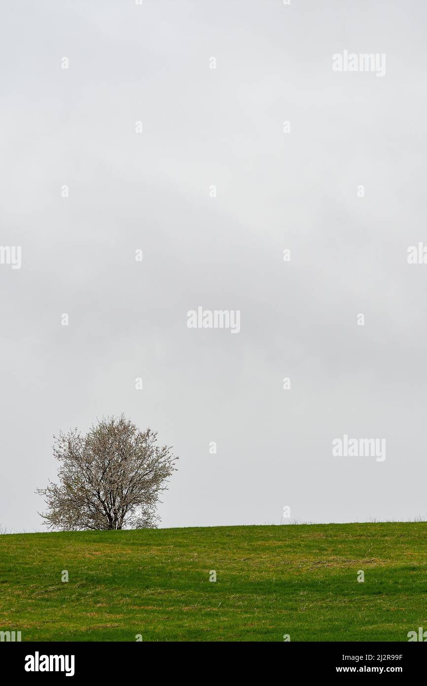 Wheat bowed hi-res stock photography and images - Alamy