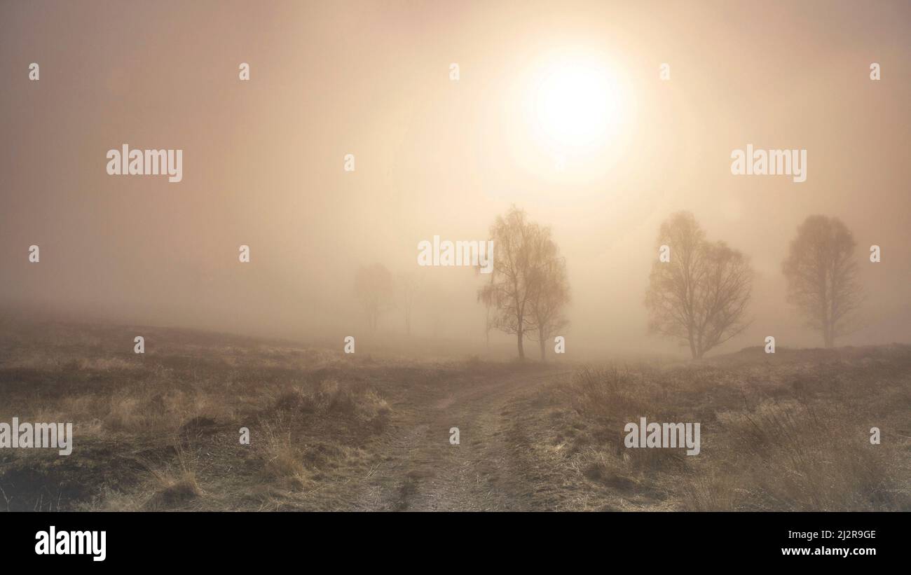 Misty dawn on the heathland of Cannock Chase Country Park AONB (area of ...