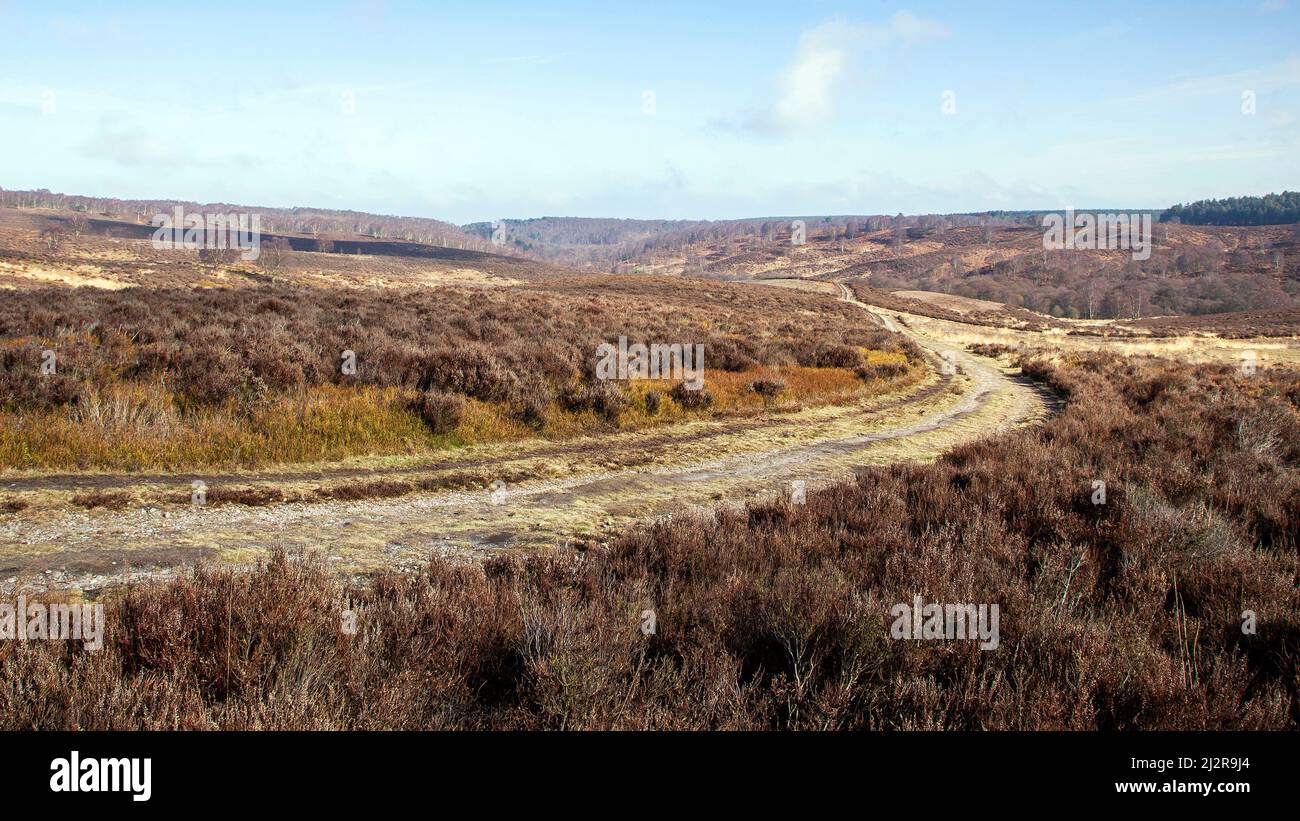 Heathland Cannock Chase Country Park AONB (area of outstanding natural ...