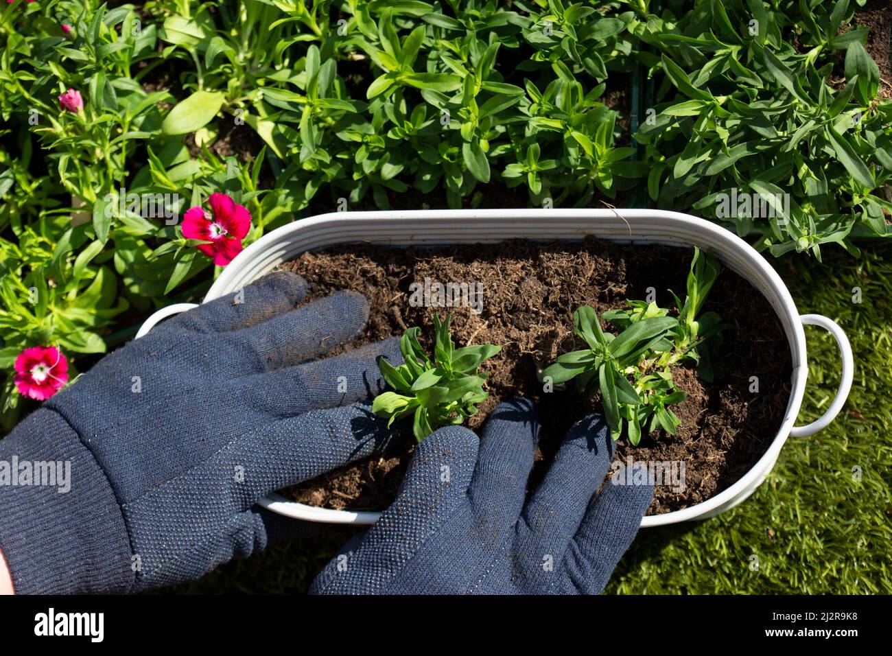 Perennial plug plants hi-res stock photography and images - Alamy