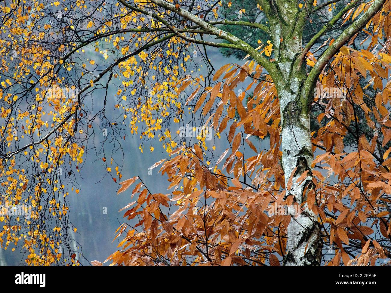 Autumn deciduous woodland containing Birch trees in the beautiful ...