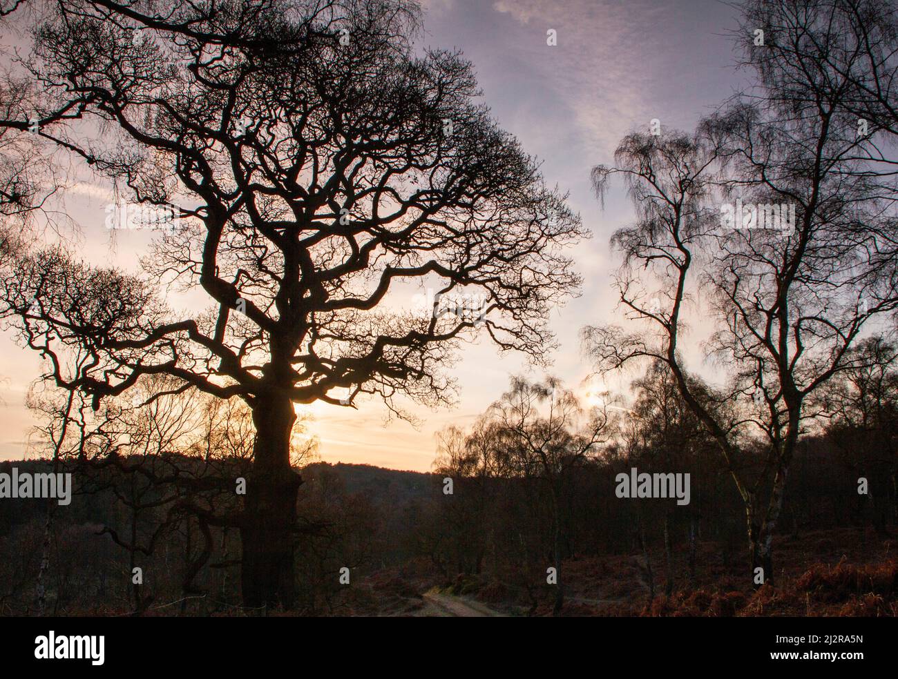 Sunrise oak tree hi-res stock photography and images - Alamy