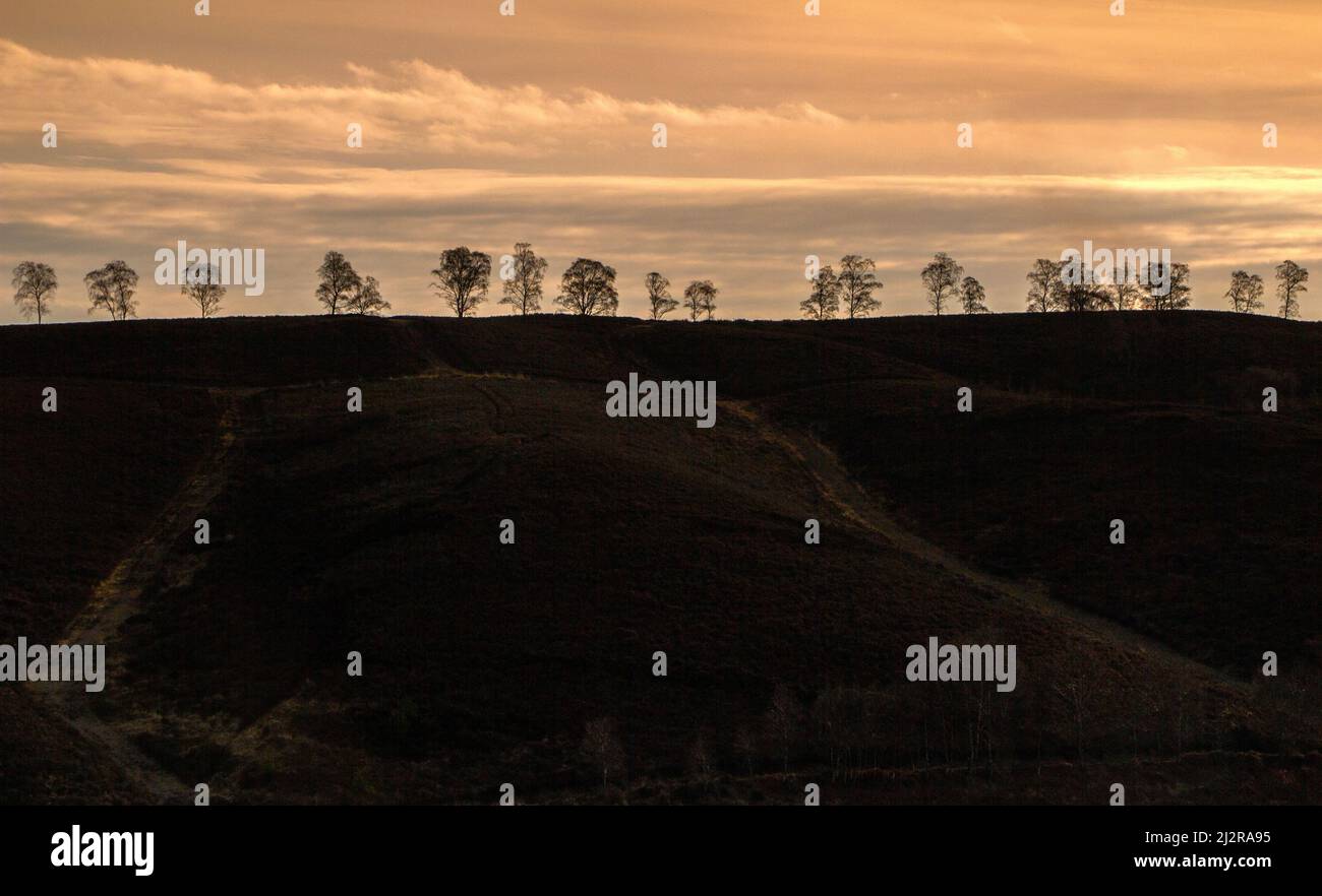 Sky sunrise late winter silhouette at Cherry Tree Slade on Cannock ...