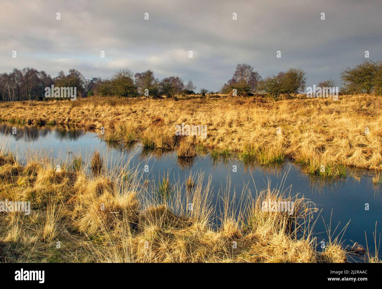 Womere pool with sombre skies above in late winter Cannock Chase ...