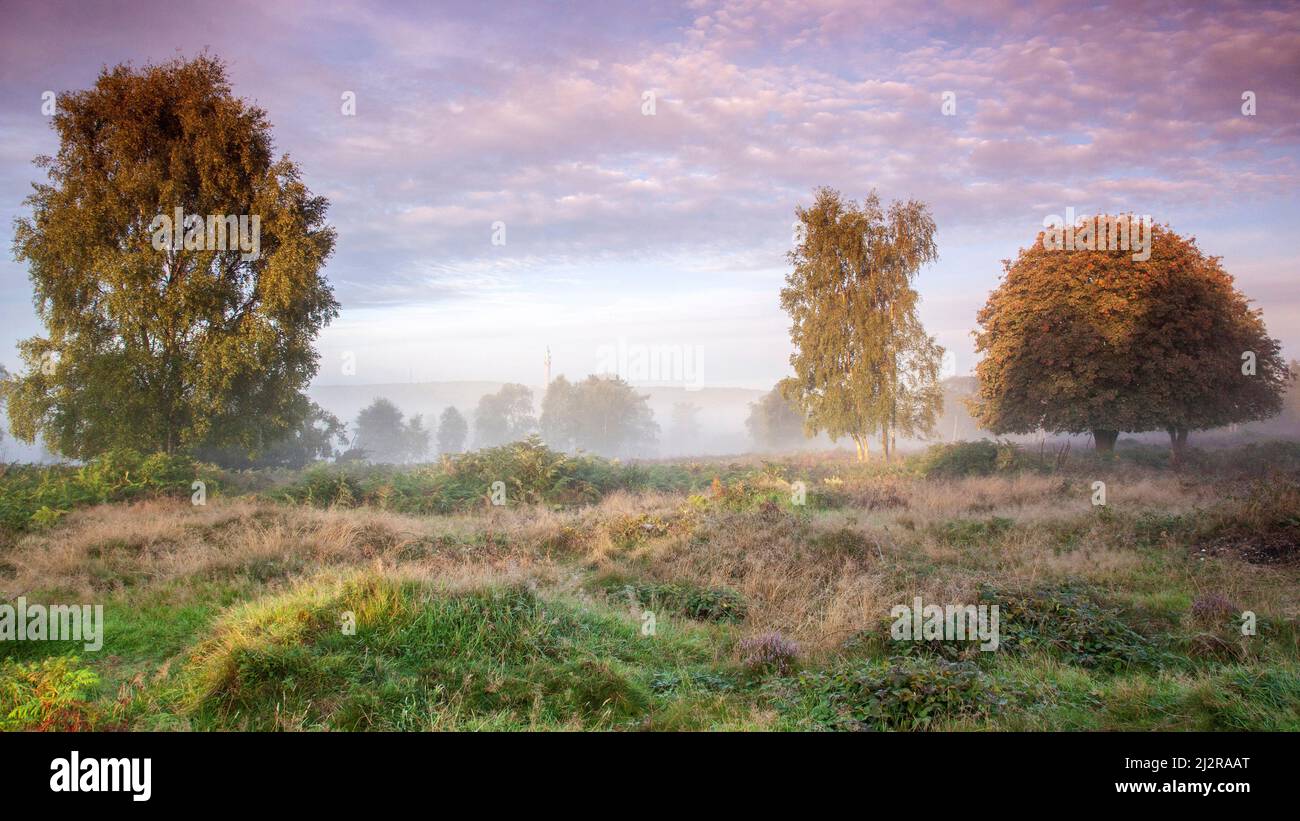 Brindley Heath Valley misty in late summer September on Cannock Chase ...