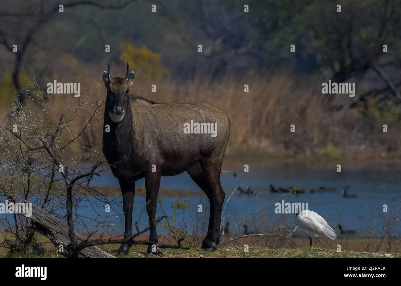 Bluebuck hi-res stock photography and images - Alamy