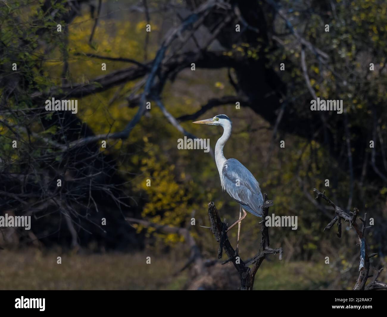 Grey heron or common heron in Bharatpur bird sanctuary Rajasthan India ...