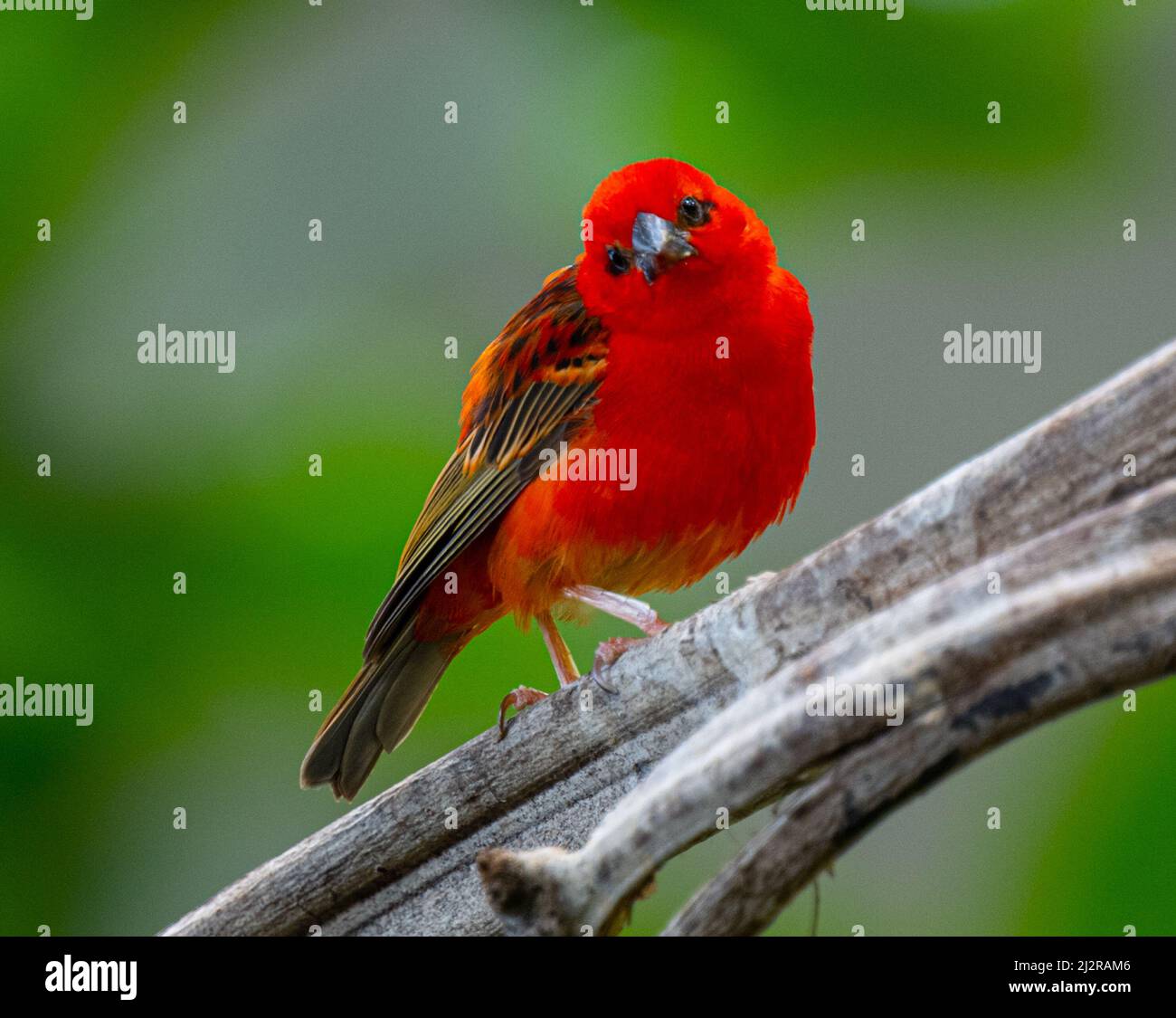 Red fody (Foudia madagascariensis) perched on a branch Stock Photo - Alamy
