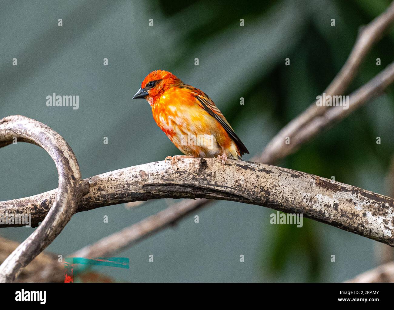 Red fody (Foudia madagascariensis) perched on a branch Stock Photo - Alamy