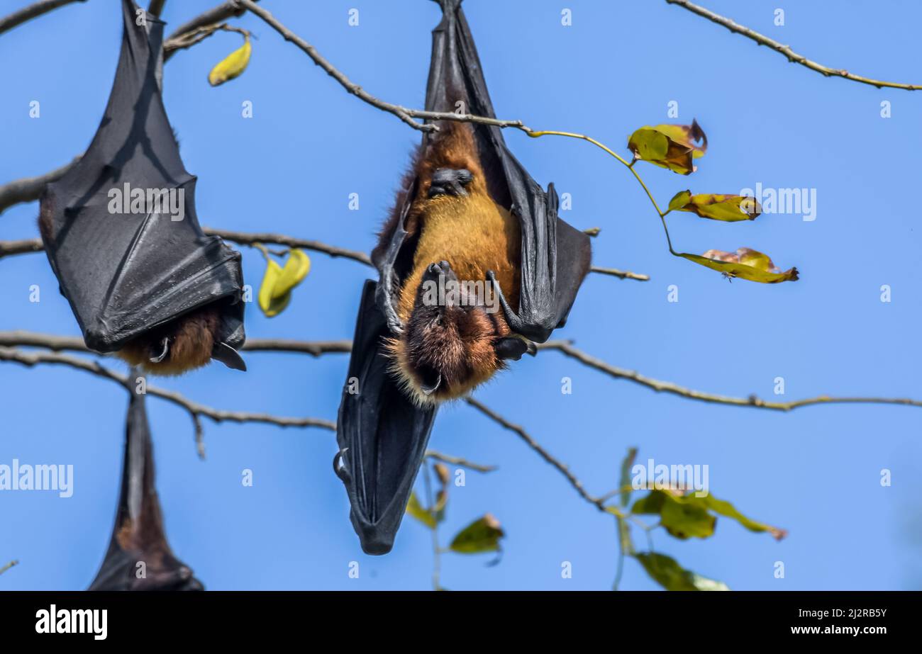 Indian flying fox (Pteropus medius) also known as the greater Indian ...