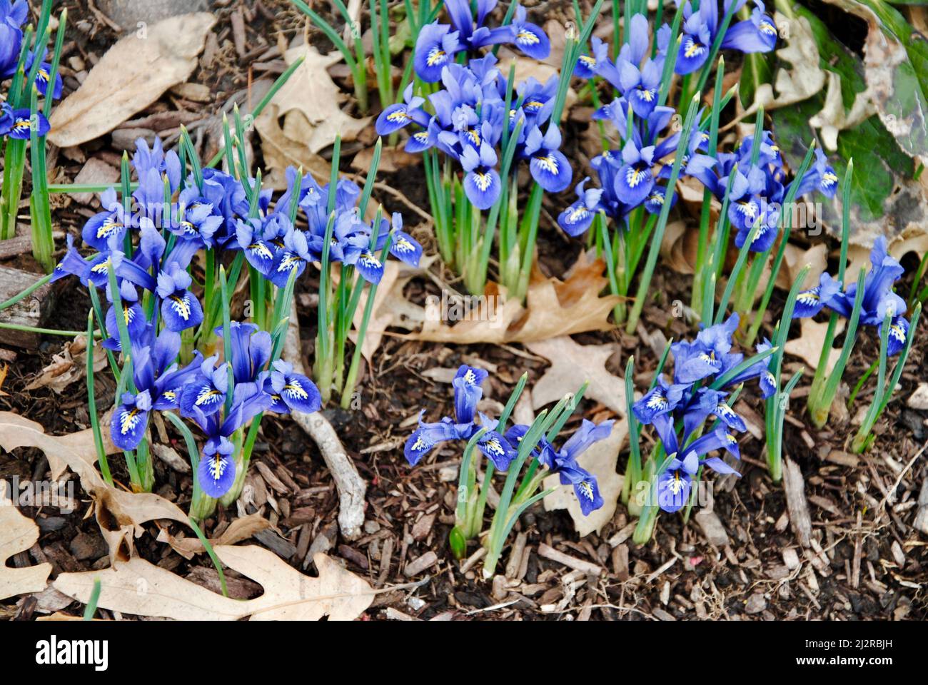 Dwarf iris reticulata early spring flowers in Northeast Ohio Stock ...