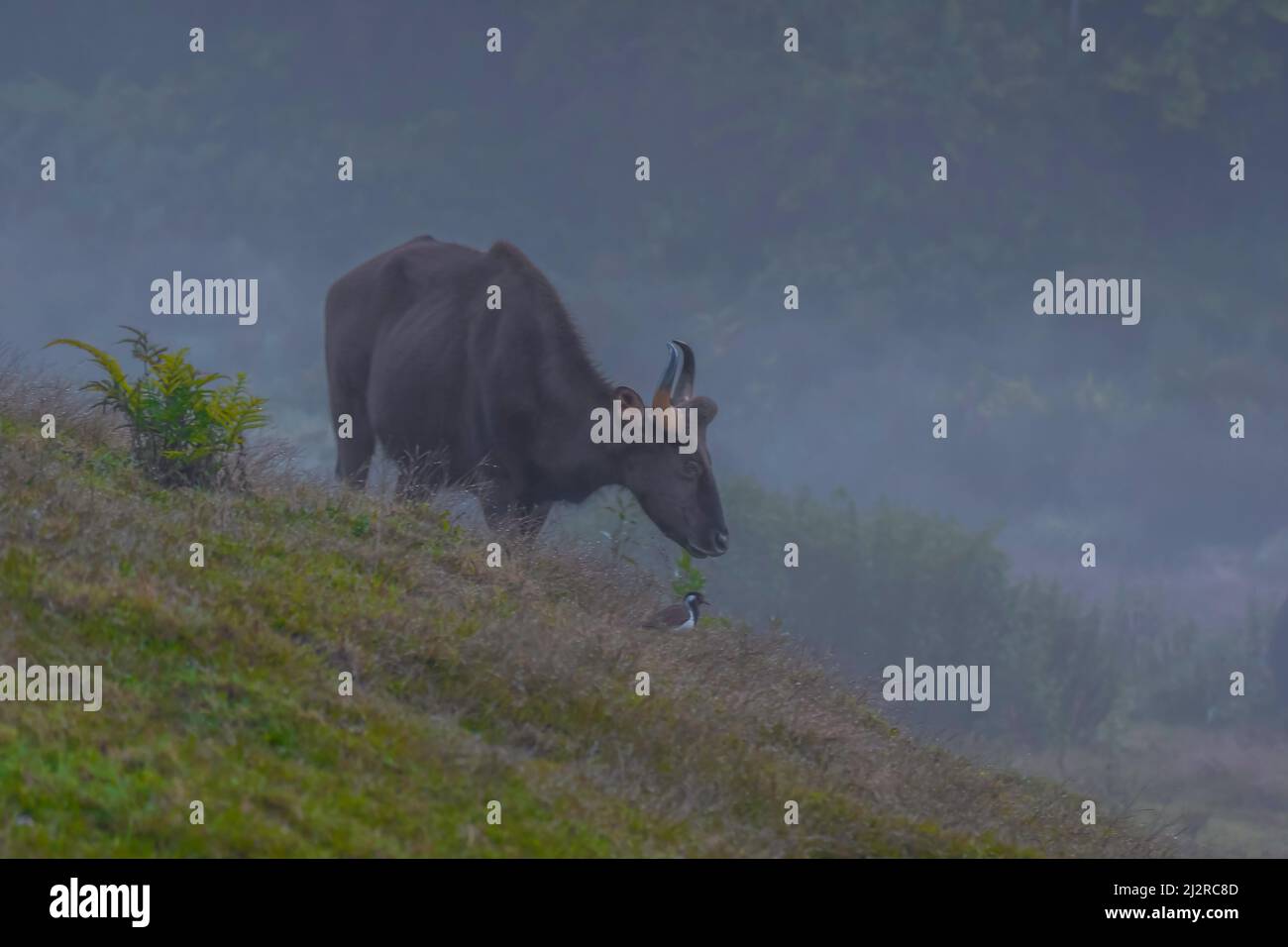 Indian bison or Indian Gaur in a forest in Kerala India Stock Photo - Alamy