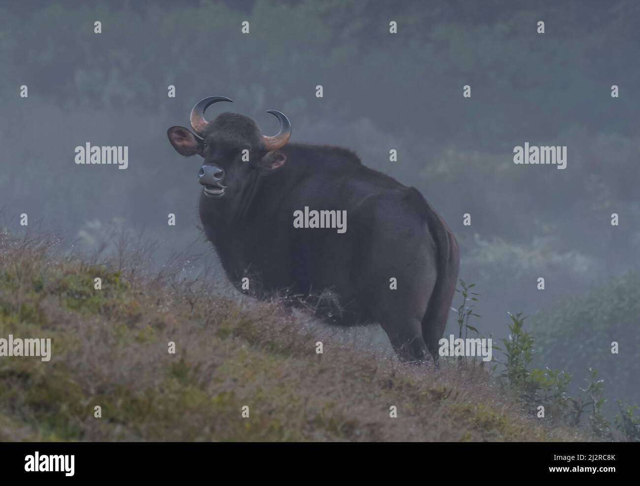 Indian bison or Indian Gaur in a forest in Kerala India Stock Photo - Alamy
