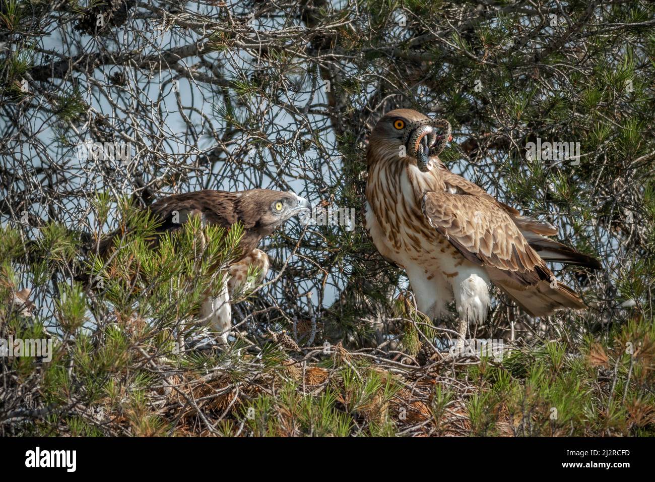 Circaetus gallicus nest hi-res stock photography and images - Alamy