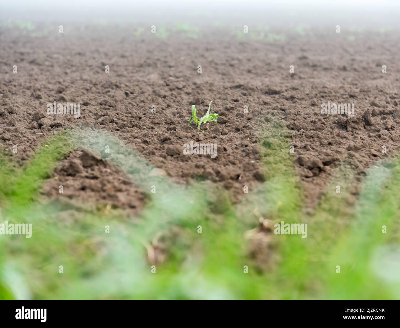 First green stalks on the brown field Stock Photo - Alamy