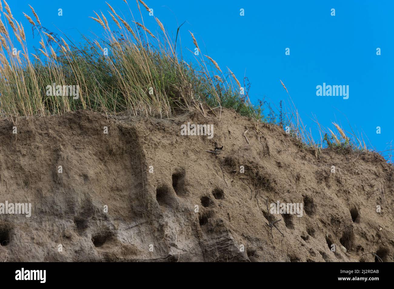 Cliff of Ahrenshoop city on the Baltic Sea peninsula Darss in Germany ...