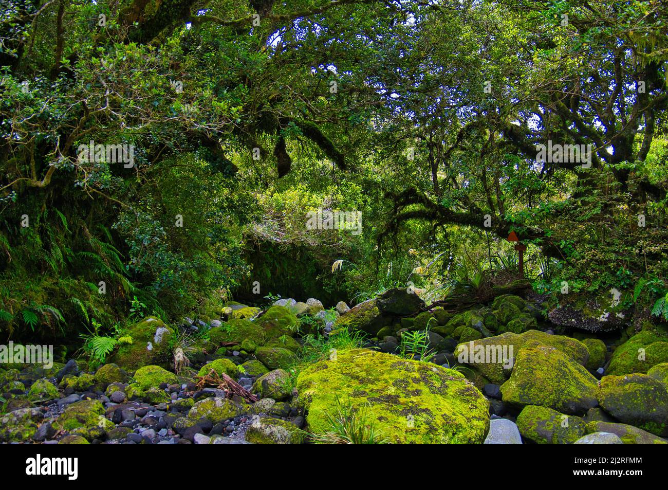 Riverbed with moss-covered trees and boulders in the dense rainforest ...