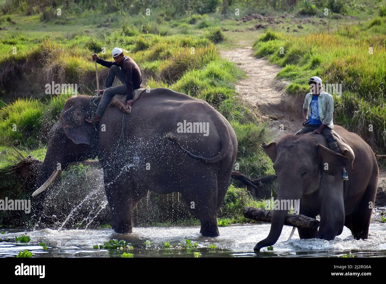 men riding elephants, Asian elephant, Asiatische Elefant, Elephas ...